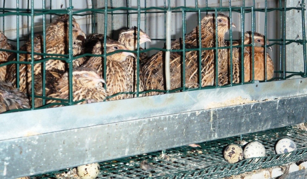 prepelite | walk with the wok