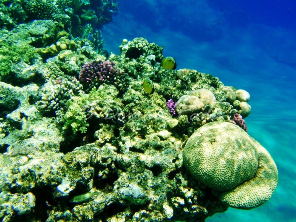 falafel libanez si ta'amiya egiptean | walk with the wok